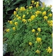 Yellow Bleeding Heart - Corydalis lutea - 20 Seeds - Walmart.com