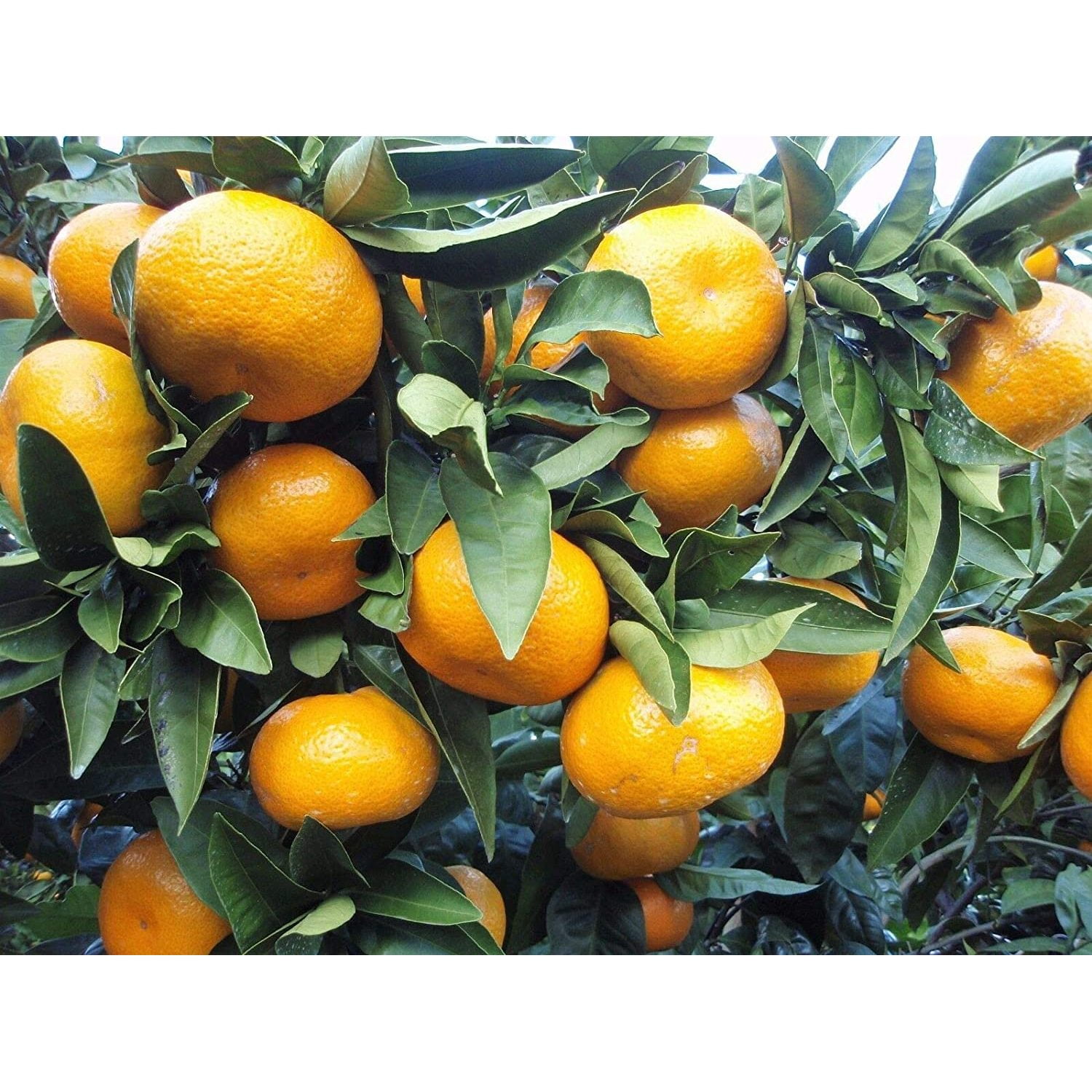 Tangerine Fruit Tree