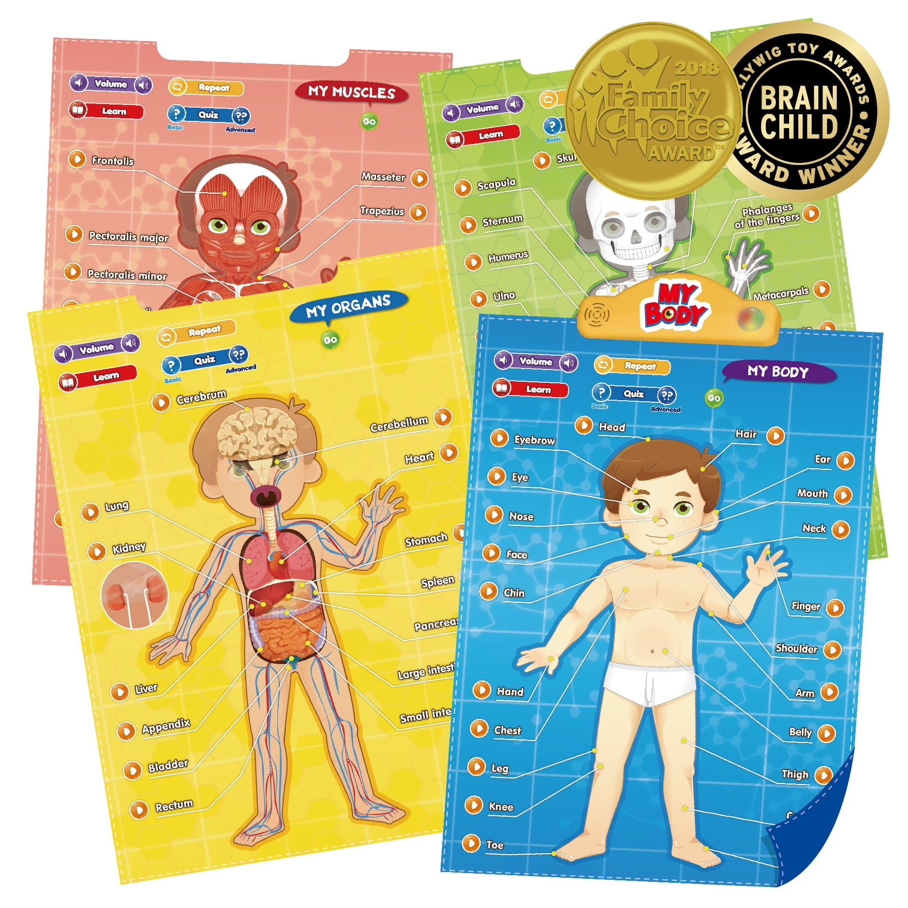 Ideal Info About How To Learn The Human Body - Postmary11