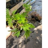 Pee Wee Dwarf Oakleaf Hydrangea - Live Plant ( 2.5 QT ) - Sun to ...