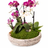 ProFlora Green True Moss Sheet, 2oz Floral Arranging Supplies - Walmart.com