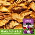 2 Packs Burdock Root Seed - Gobo - Non-GMO Heirloom Biennial Full Sun ...