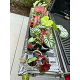Blue Buddha Farm: Caladium Variety Mix (Random Mix of Bulbs)-5 Bulbs ...