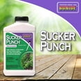 Bonide Products Ready to Use Sucker Punch for Trees, Stops Sprouting ...