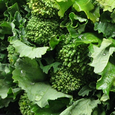 Broccoli Raab Heirloom Great Vegetable Seeds By Seed Kingdom 1,000 ...