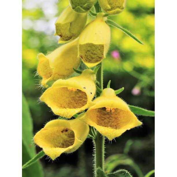 100 YELLOW FOXGLOVE Digitalis Grandiflora Sun or Shade Pollinator aka ...
