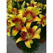 5 Red Alert Calla Lily Bulbs - Flowering Plant for Partial Sun and ...