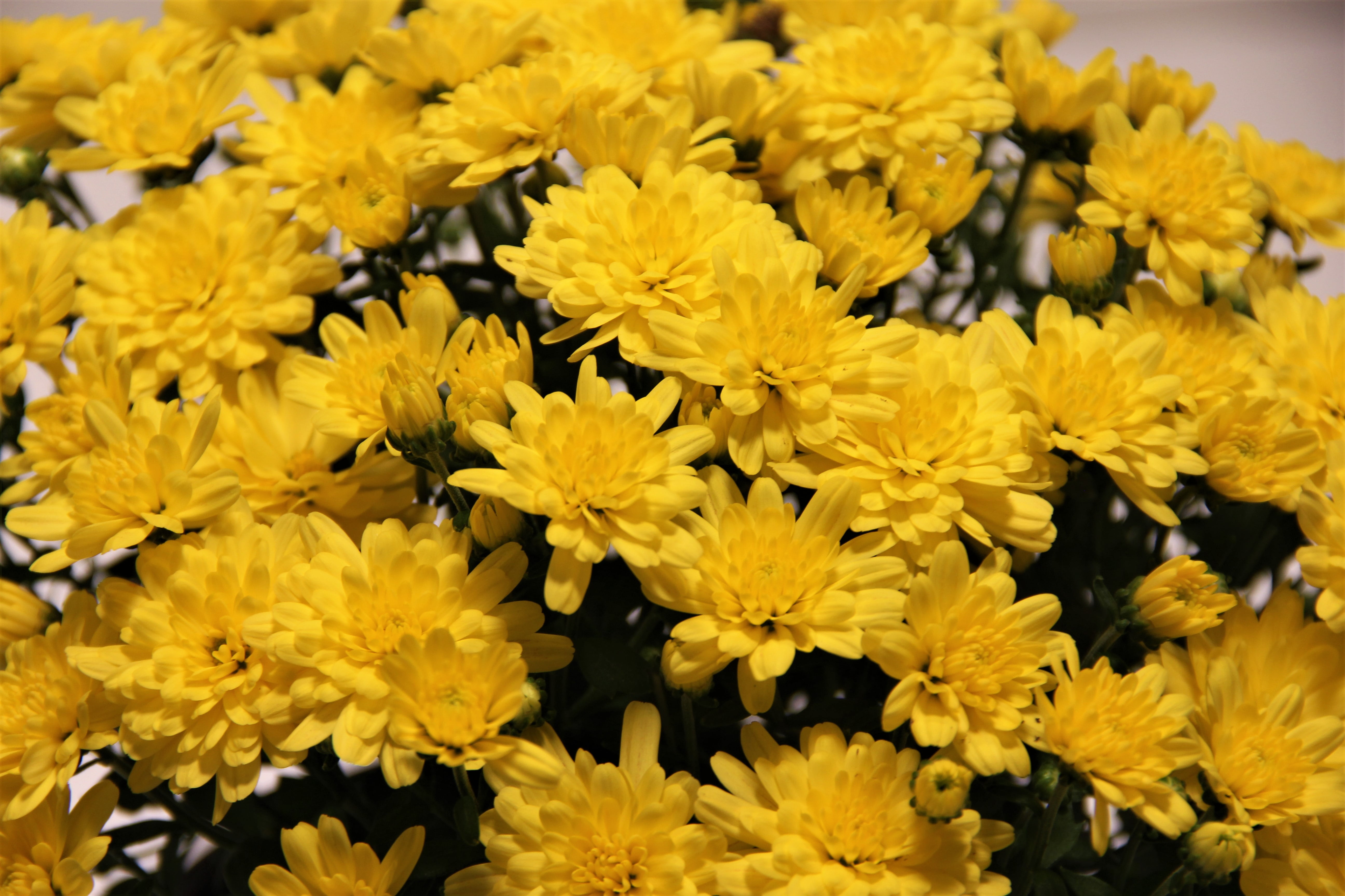 EG 3QT Yellow Garden Mum Full Sun Live Plants (2 Pack) with Grower Pots ...