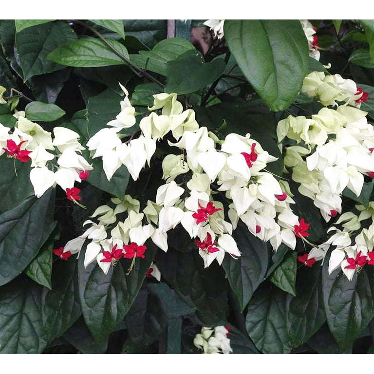 Clerodendrum Bleeding Heart