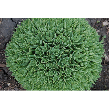 Powderpuff Sedum - Stonecrop - Quart Pot - Walmart.com