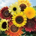Burpee Evening Sun Mix Sunflower Flower Seed, 1-Pack for Planting ...