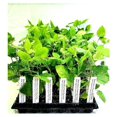 xilhxly-blackberry-plants-big-daddy-price-includes-four-4-plants
