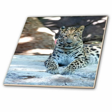 3dRose Astronomical Clock, Orloj, Prague, Czech Republic - EU06 THA0021 ...