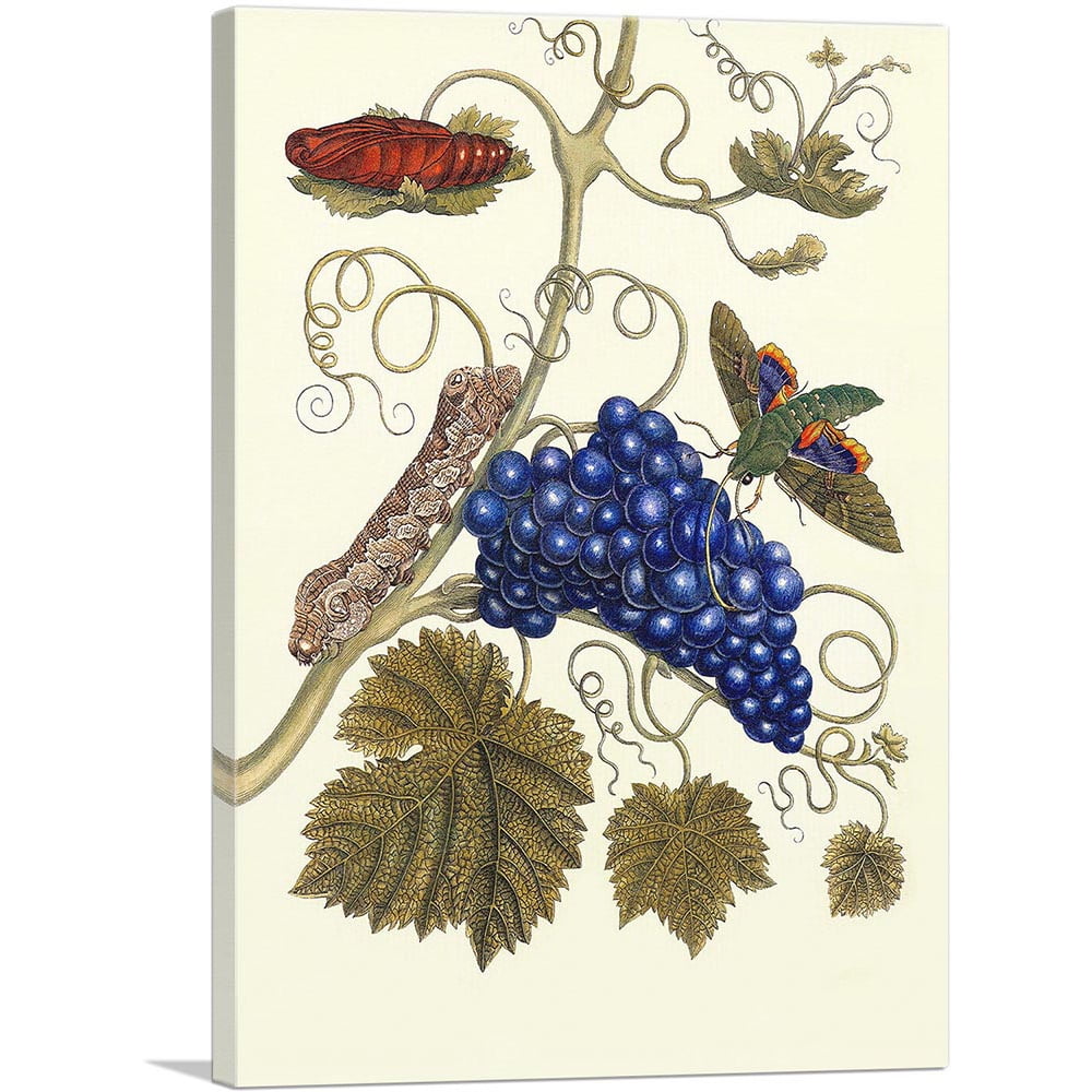 ARTCANVAS Maria Sibylla Meriam Canvas Art Print by Maria Sibylla Merian ...