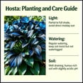 Rainbow Hosta- Bulk - Garden Stake for Outdoor Decoration--Fresh ...