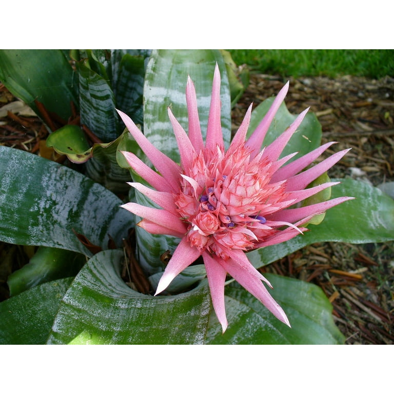 Bromeliad Aechmea