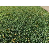 EcoTurf Perennial Peanut Grass 3pk - Drought Tolerant Ground Cover ...
