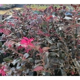 ( 1 ) - Daruma Dwarf Loropetalum - Starter Plant ( 5m ) ( 1 live plant ...