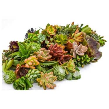 Shop Succulents Assorted Real Live Succulent Collection (Pack of 20 ...