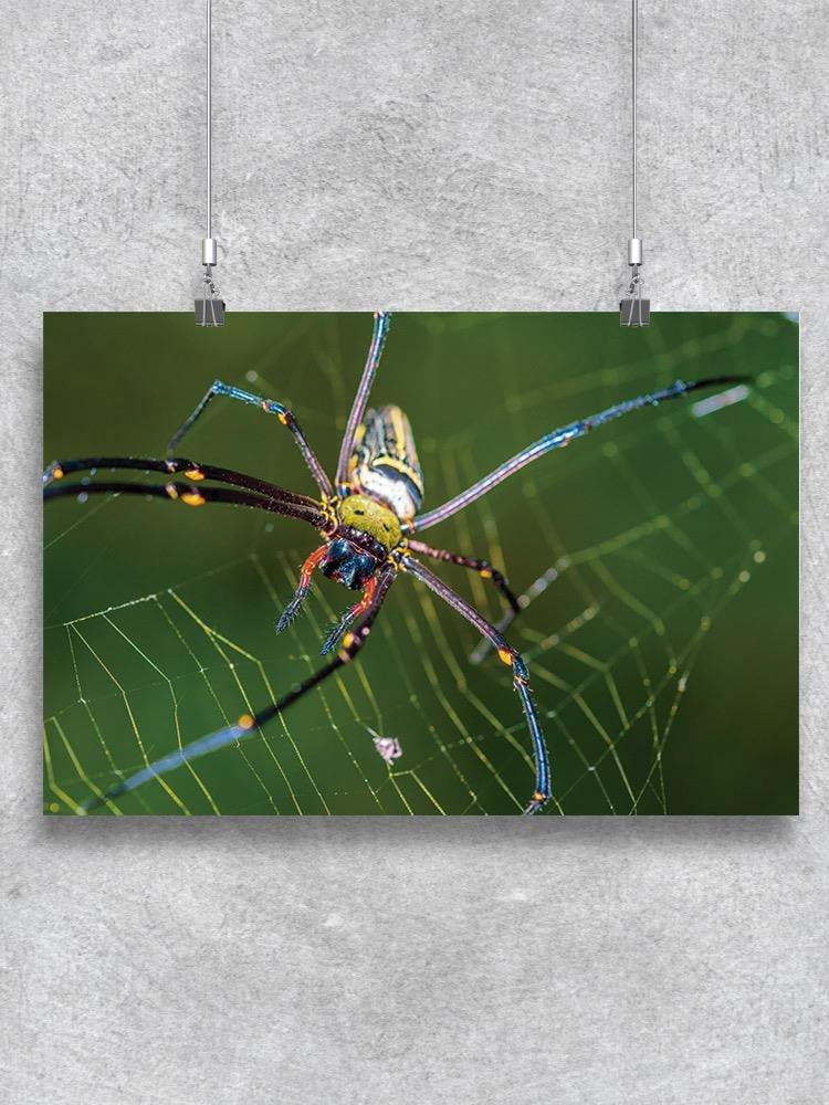 Spider On Spider Web Poster -Image by Shutterstock - Walmart.com