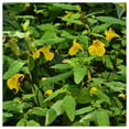 Everwilde Farms - 5 Yellow Jewelweed Native Wildflower Seeds - Gold ...