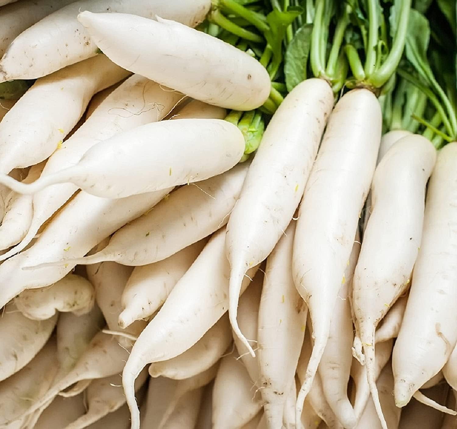 Japanese Daikon Radish Seeds for Planting - 100 Heirloom Non GMO Seeds ...