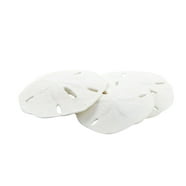 Bulk Set of 15 Imperfect Sand Dollars 2" - 3 1/4" | Ultimate Craft and ...