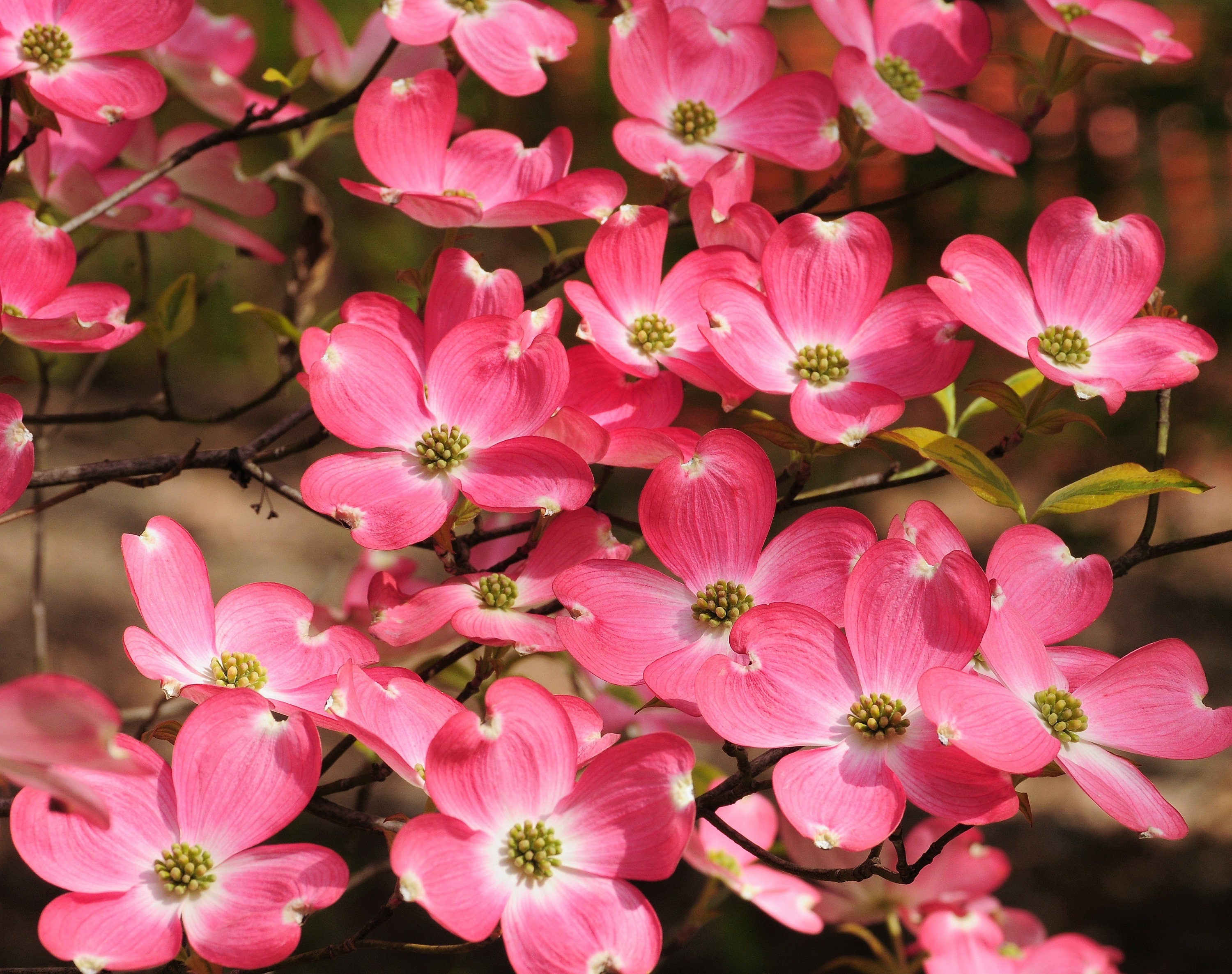 5 PINK FLOWERING DOGWOOD Tree Cornus Florida Rubra Native Ornamental ...