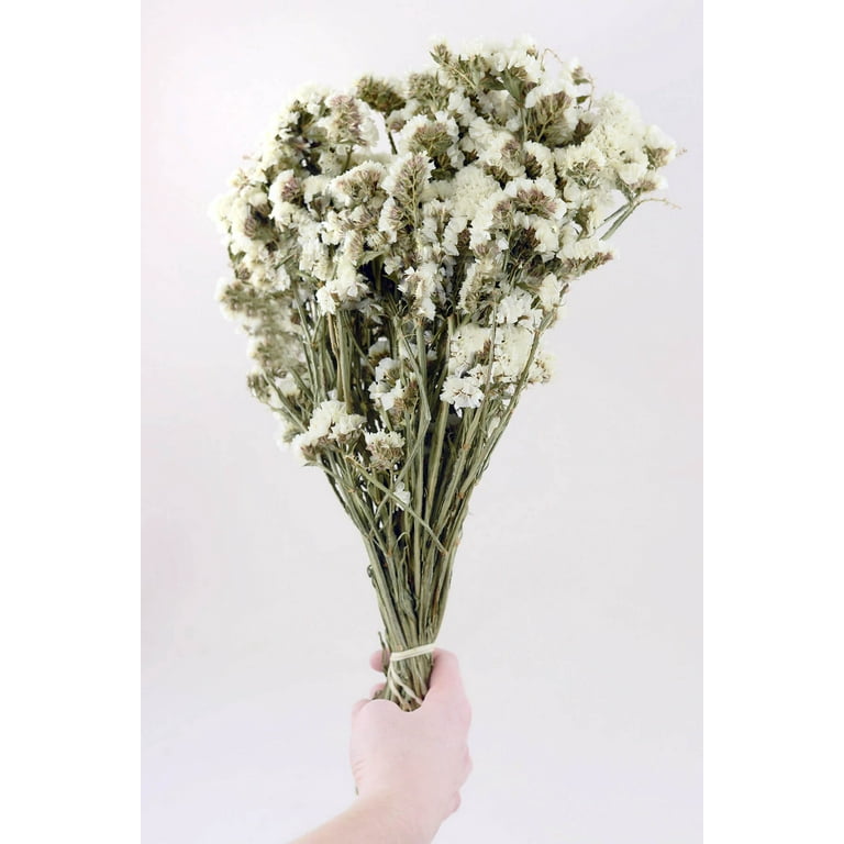White Statice Flower