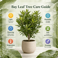 Bay Leaf Tree Live Plant, 1 Year Old Sweet Bay Laurel Laurus Nobilis ...