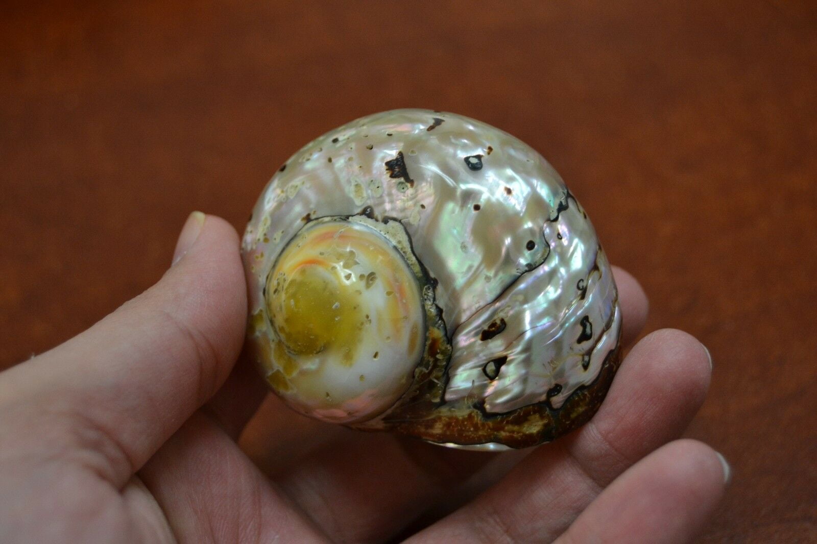 South Africa Sarmaticus Turbo Seashell Hermit Crab 2" - 2 1/2 ...