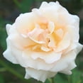 Heirloom Roses - Apricot Nectar Grandiflora Rose Bush - Fragrant Rose ...