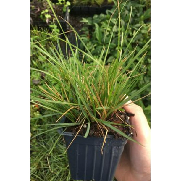 Dwarf Plants