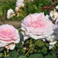 Heirloom Roses Live Plant - Magnificent Perfume™ Shrub Rose Bush - Pink ...
