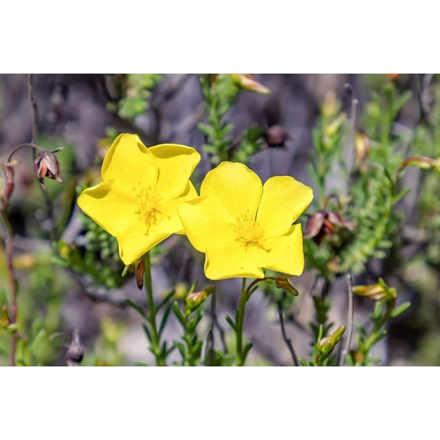 Dwarf Creeping Rock Rose Seeds for Planting (50 Seeds) - Blooming ...