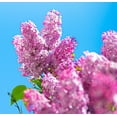 CZ Grain Early Pink Lilac Seeds | 100+ Seeds for Planting | Stunning ...