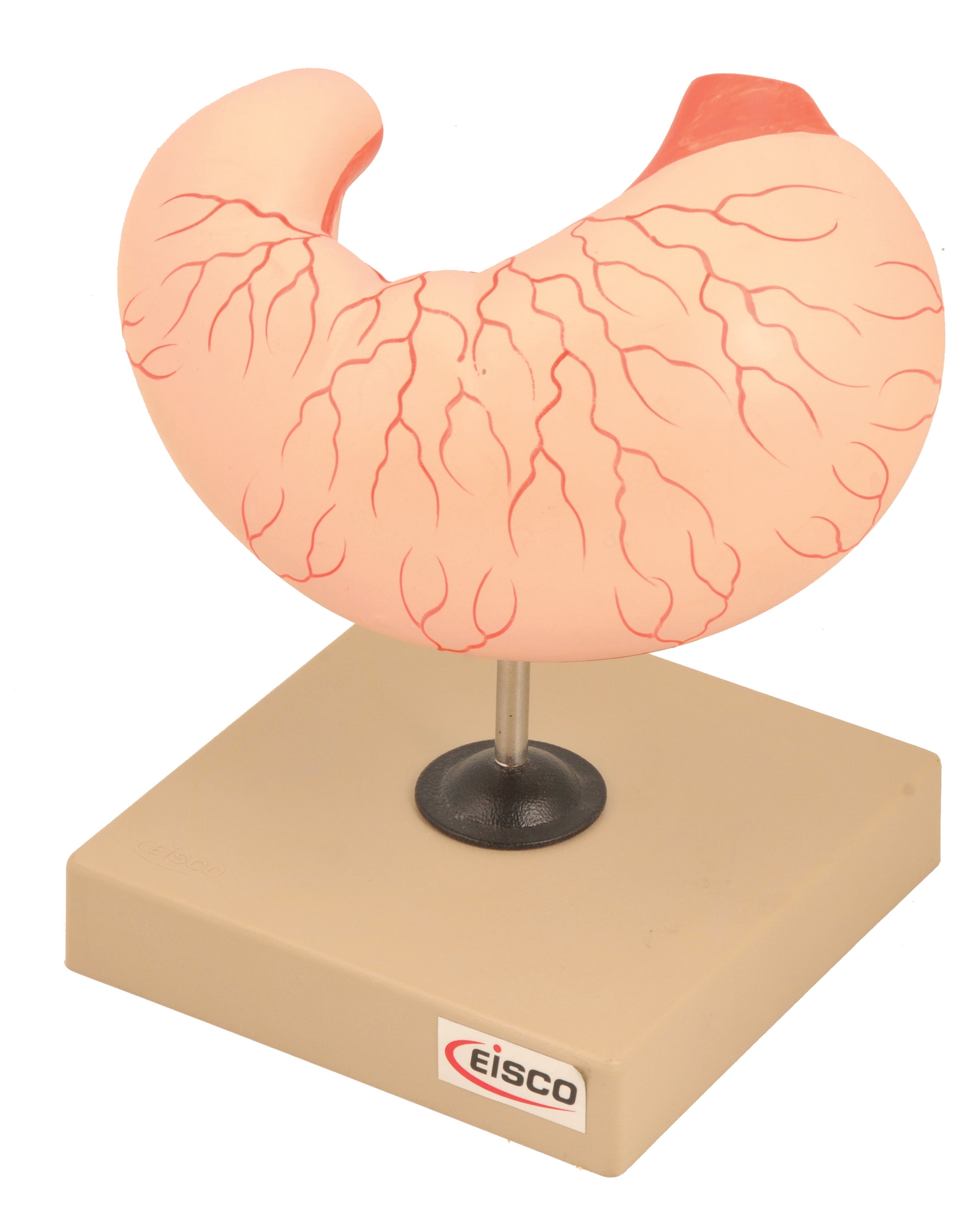Eisco Labs Human Stomach Model - Life Size - Walmart.com