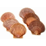 Set of 50: Mexican Flat Scallop Shells Seashells Large 3" Crafts ...