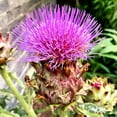 TomorrowSeeds - Cardoon Seeds - 90+ Count - For 2026 Planting Artichoke ...
