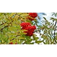 American Mountain Ash Seedling for Planting Sorbus Americana 1 Seedling ...