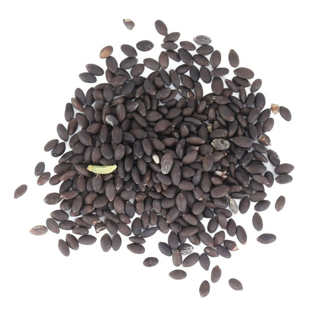 Semillas de salvia de alta germinación, Salvia farinacea Benth ...