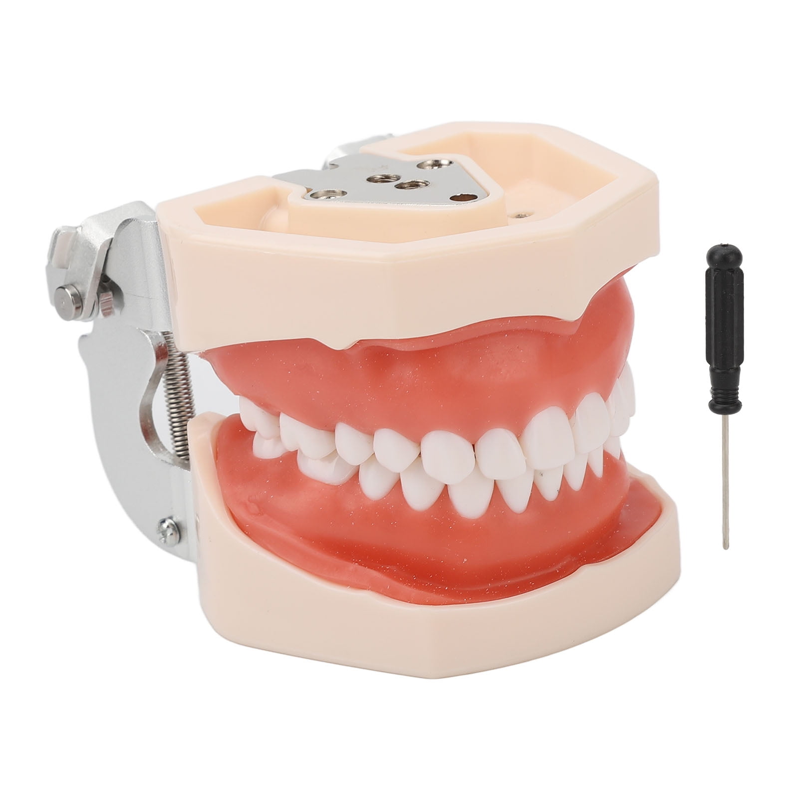 Modelo de estudio de dientes, modelo de dientes estándar 28 modelo de ...