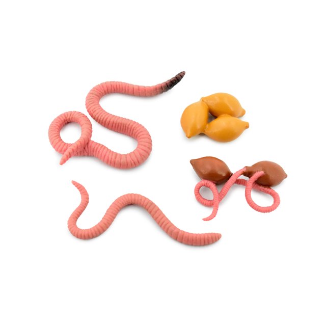 Worm, Life Cycle of a Earthworm, 3 Stages, Museum Quality, Hand Painted ...