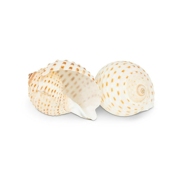Set of 1 Speckled Shell - Walmart.com