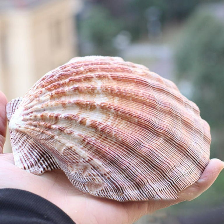 Large Scallop Seashells
