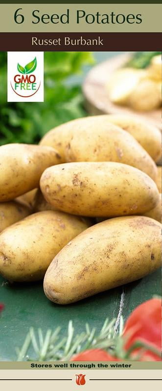 Russet Burbank Potato - 6 Certified Seed Tubers - Walmart.com