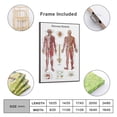 Anatomical Poster Nervous System Posters Poster Cool Artworks Painting ...