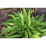 10 * Seeds EMERALD ASPARAGUS FERN A. Densiflorus Mazeppa Houseplant ...