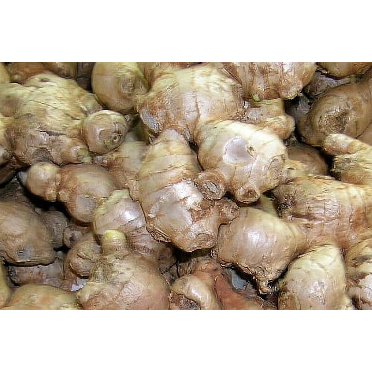 Ginger Rhizome Zingiber