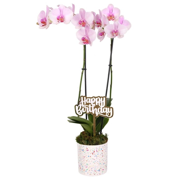 From You Flowers - Peach Confetti Birthday Orchid - Walmart.com